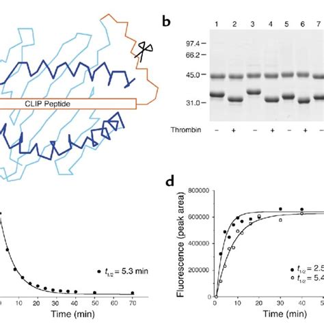 Analysis Of Mhc Class Ii Tetramer Staining In Different Patient Groups Download Table
