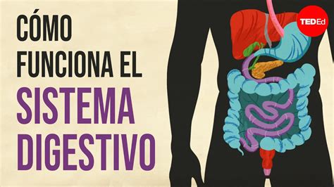 Partes Del Sistema Digestivo Y Sus Funciones Todo Sobre Biología Y Salud