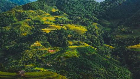 Hà Giang Bản Phùng Mùa Lúa Chín Bình Yên