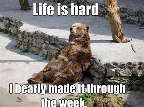 Bear Puns Memes