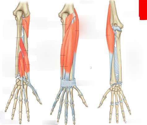 Diagram Of Diagram Of Forearm Extensor Muscles Quizlet