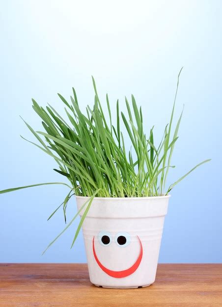Premium Photo A Pot Of Grass On Blue Background