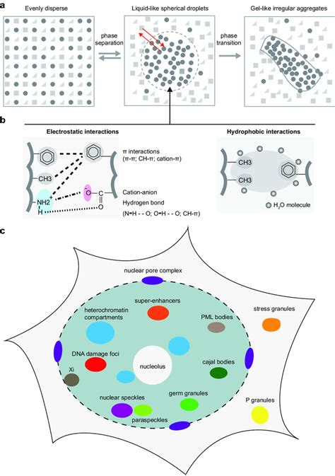Multivalent Interactions Directed Liquid Liquid Phase Separation In