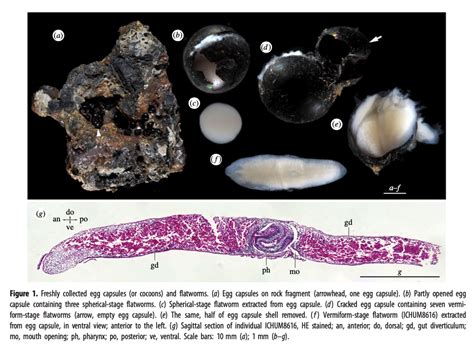Flatworm Cocoons In The Abyss Deep Sea News