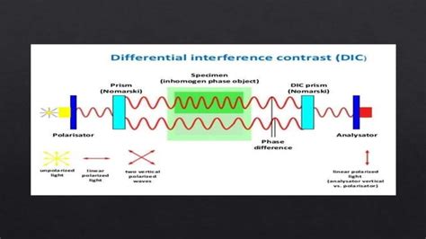 Differential Interference Contrast Microscope Pptx