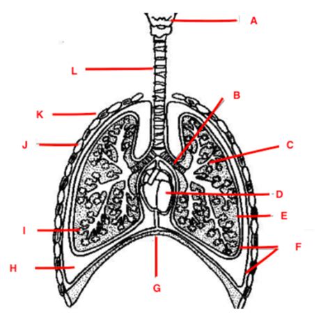 Biology Gas Exchange Flashcards Quizlet