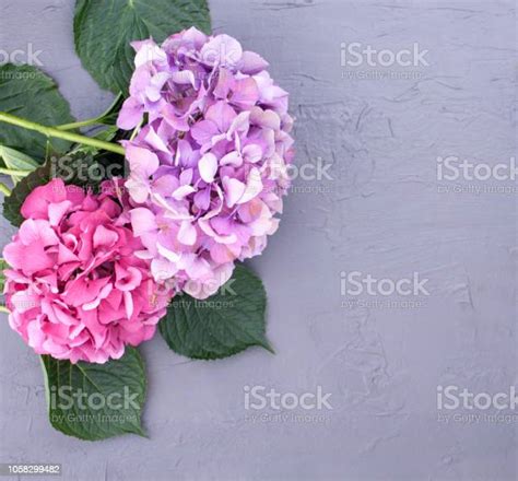 회색 바탕에 신선한 보라색 수 국입니다 텍스트에 대 한 여유 공간입니다 최고의 볼 수 있습니다 공간 복사 0명에 대한 스톡 사진 및 기타 이미지 Istock