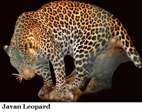 Javan Leopard Alchetron The Free Social Encyclopedia