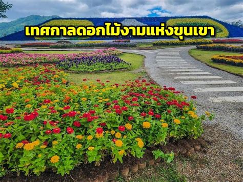 บานสะพรั่ง เทศกาลดอกไม้งามแห่งขุนเขา “หนาวสุดกลางสยาม” บนแก่นมะกรูด จ อุทัยธานี