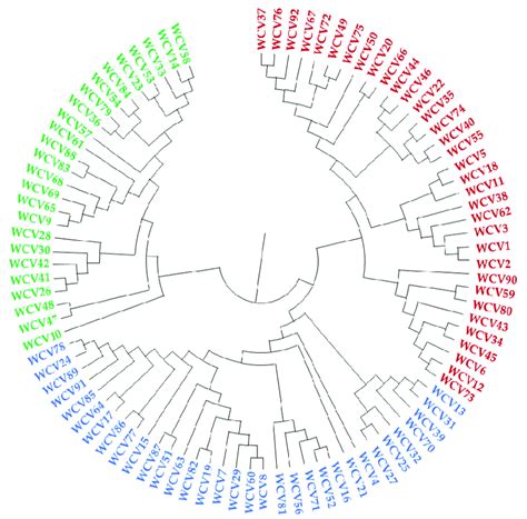 Dendrogram Showing The Morphological Diversity Among 92 Wcvs Based On