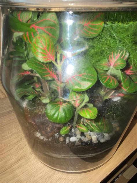 Weird Translucent Worm Like Creature I Found Inside My Closed Terrarium