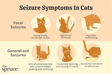Seizures In Cats