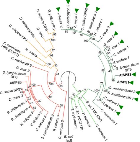 Phylogenetic Relationships Of Plant Trans Long Chain Download Scientific Diagram