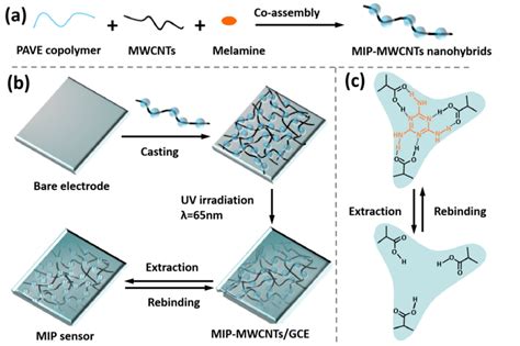 Schematic Representation Of Fabricating The Mip Sensor A Preparation