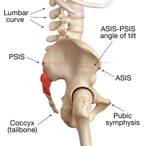 Is My Pelvis Neutral