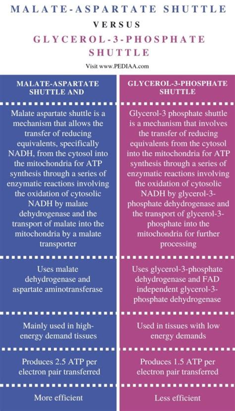 What Is The Difference Between Malate Aspartate Shuttle And Glycerol 3