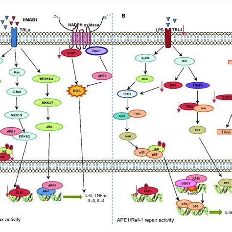 Involvement Of Ape1 In Expression Of Cytokines And Chemokines And