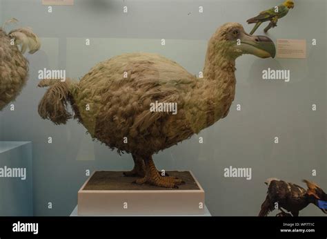 Stuffed Dodo Bird On Display At The Natural History Museum London
