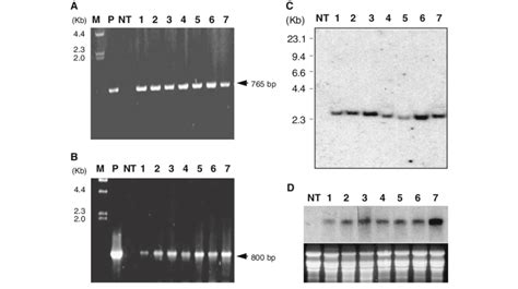 Molecular Analysis Of The Transformed Plants Pcr Analysis Of The