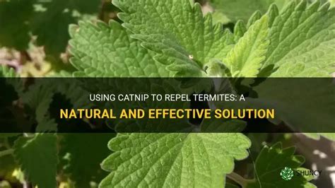 Using Catnip To Repel Termites A Natural And Effective Solution Shuncy