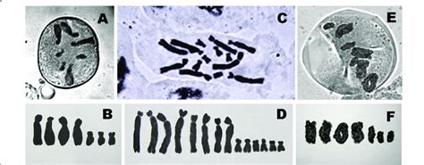 Mitotic And Meiotic Metaphase Plates And Karyogram Of Regenerated Aloe