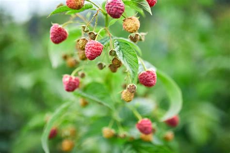 How To Control Raspberry Pests Naturally How To Get Rid Of Them With Natural And Organic Treatment