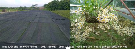 Lưới Che Lan Bất Ngờ Với Hiệu Quả Của Lưới Che Nắng Trong Trồng Lan