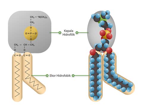 Apakah Fosfolipid Itu Gambarlah Struktur Dari Sua