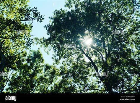 The Sun Covered By Trees Stock Photo Alamy