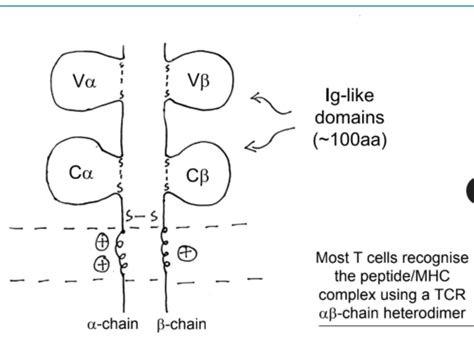 Lecture TCR Structure Flashcards Quizlet