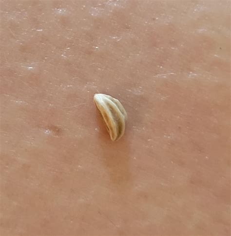 Seed Identification R Foraging