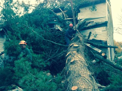Fault Tree Analysis Do I Need Tree Removal Red Cedar Inc