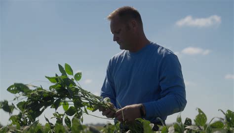 Optimizing Soybean Harvest For Maximum Yields And Profitability Field Advisor