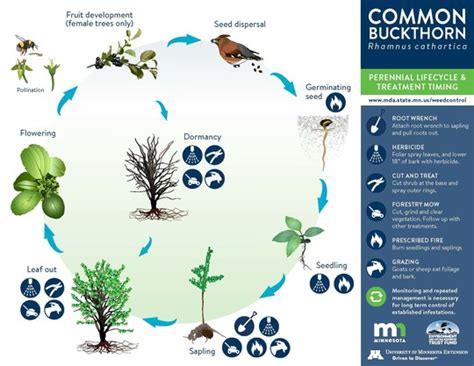 February Weed Of The Month Tactical Plan For Invasive Plant Prioritization