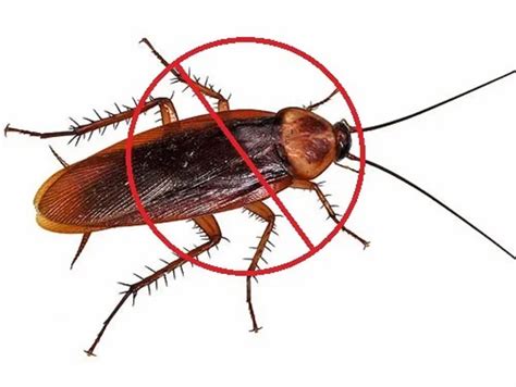 Cockroach Control Services At ₹ 1500sq Ft In Bengaluru Id 2854315030273