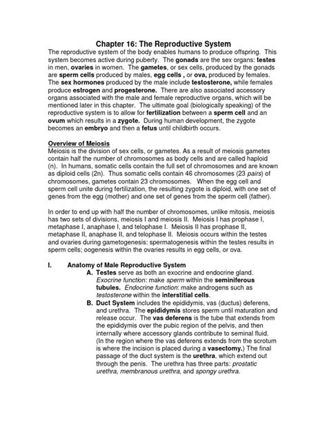 Chapter 16 Reproductive System Download Free Pdf Meiosis