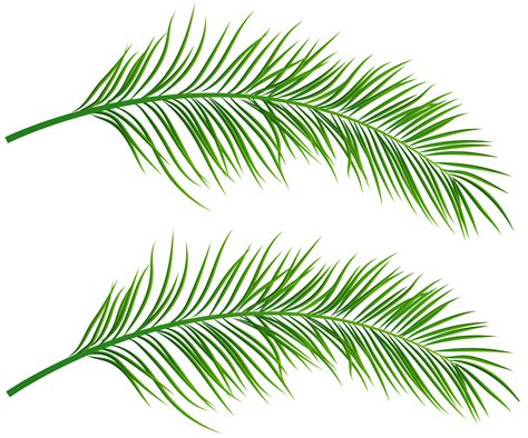 Clipart Palm Leaves 20 Free Cliparts Download Images On Clipground 2026