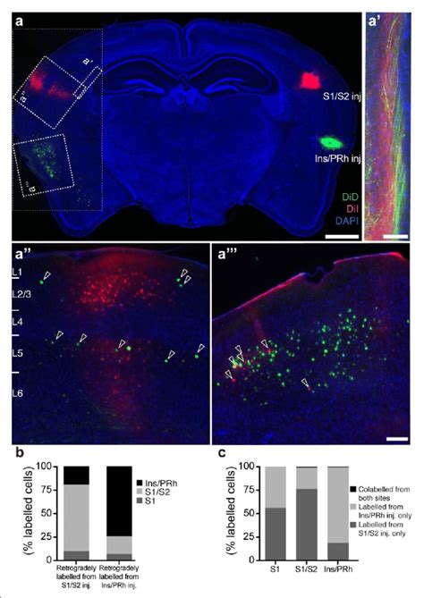 Cellular Origins Of S1s2 And Insprh Callosal Projections Retrograde
