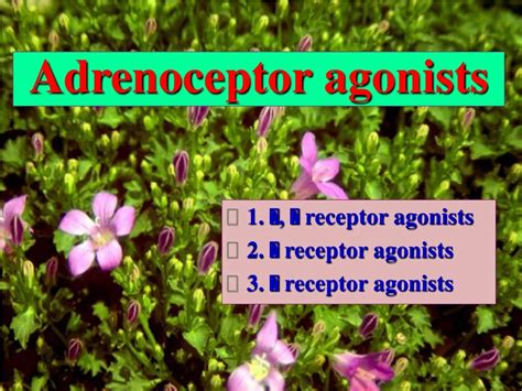 Ppt Adrenoceptor Agonists Powerpoint Presentation Free Download Id370080
