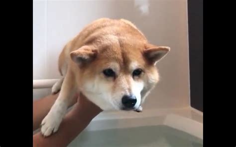给柴犬洗澡，它全身上下都是戏动物圈生活bilibili哔哩哔哩