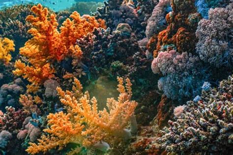 18 Crocodile Quotes About The Mighty Reptiles