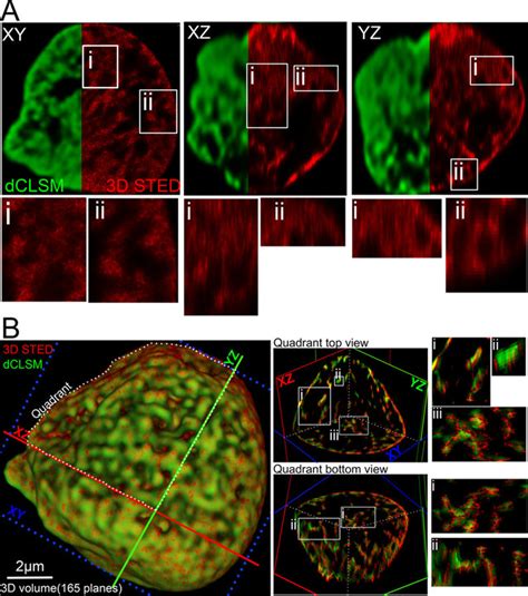 Multimodal Super Resolution Optical Microscopy Using A Transition Metal Based Probe Provides
