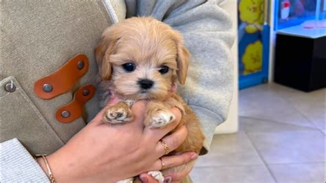 대구강아지분양 대구애견분양 개키우는남자 대구비숑프리제분양 대구포메라니안분양 대구말티즈분양대구말티푸분양강아지브이로그경산강아지경산애견 Youtube