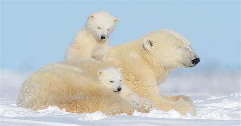 Wildlife Viewing Travel Nunavut
