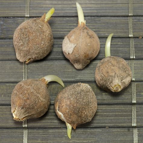 Garden Bulbs Identification Fasci Garden