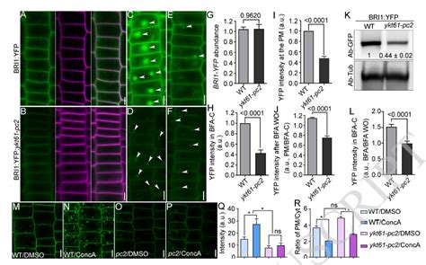 生命科学学院李厦团队揭示拟南芥r Snare蛋白ykt61介导根尖分生组织细胞分裂的作用机制