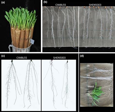 Phenotyping Pipeline For Root System Architecture A Paper Roll Download Scientific Diagram