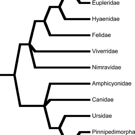 Figure S2 Comparisons Of Estimates For Caniformia And Feliformia With