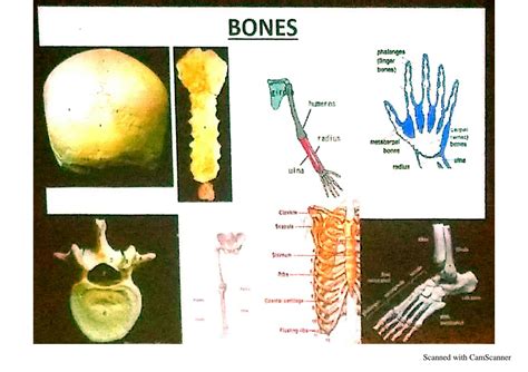 Solution Ossification Anatomy Studypool