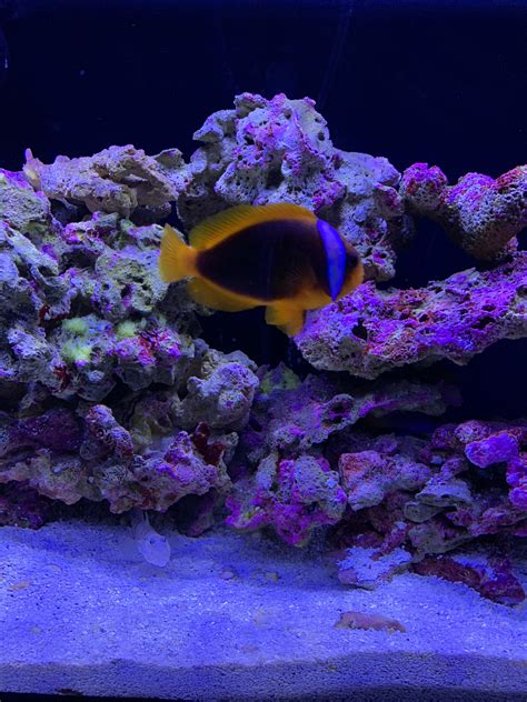 Tomato Clown 10 Livestock Austin Reef Club